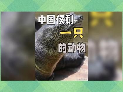 中国仅剩一只的动物_它还能活多久-第1张图片-山城妙识