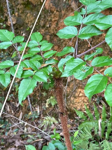 刺老芽是什么植物_刺老芽和香椿的区别-第1张图片-山城妙识