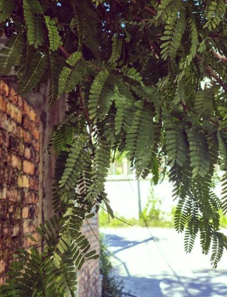 甜酸角树图片_如何辨认甜酸角树-第2张图片-山城妙识 甜酸角树图片_如何辨认甜酸角树-第2张图片-山城妙识