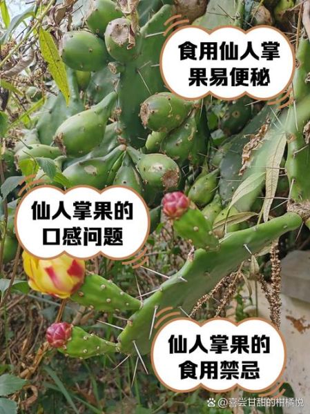 仙人掌果能吃吗_仙人掌果怎么吃-第3张图片-山城妙识 仙人掌果能吃吗_仙人掌果怎么吃-第3张图片-山城妙识