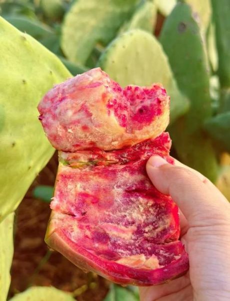 仙人掌果能吃吗_仙人掌果怎么吃-第2张图片-山城妙识 仙人掌果能吃吗_仙人掌果怎么吃-第2张图片-山城妙识