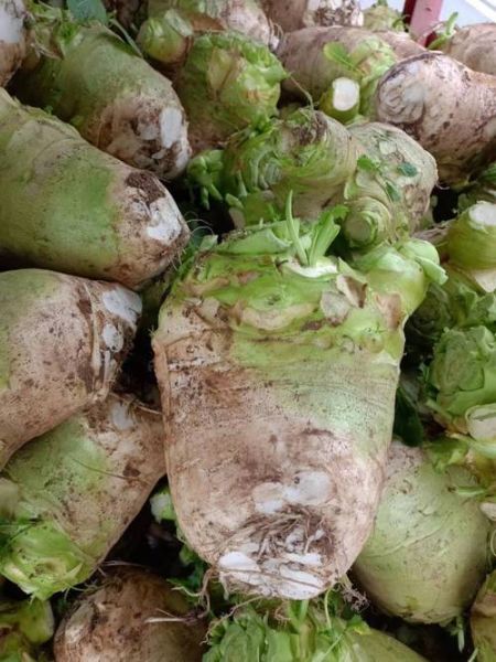 四川大头菜学名叫什么_大头菜和芥菜头区别-第2张图片-山城妙识