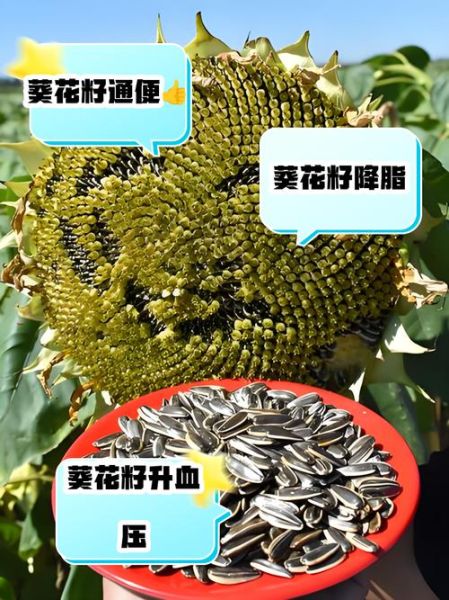 葵花籽的功效与作用及禁忌_哪些人不能吃葵花籽-第1张图片-山城妙识 葵花籽的功效与作用及禁忌_哪些人不能吃葵花籽-第1张图片-山城妙识