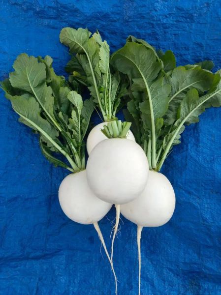 圆白萝卜怎么挑选_圆白萝卜和白萝卜区别-第1张图片-山城妙识 圆白萝卜怎么挑选_圆白萝卜和白萝卜区别-第1张图片-山城妙识