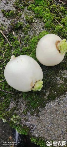 圆白萝卜怎么挑选_圆白萝卜和白萝卜区别-第2张图片-山城妙识 圆白萝卜怎么挑选_圆白萝卜和白萝卜区别-第2张图片-山城妙识