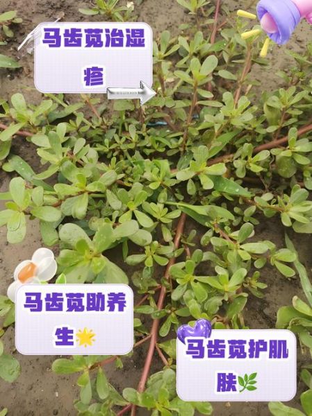 马齿苋治湿疹最快的方法_马齿苋湿疹偏方怎么用-第3张图片-山城妙识 马齿苋治湿疹最快的方法_马齿苋湿疹偏方怎么用-第3张图片-山城妙识