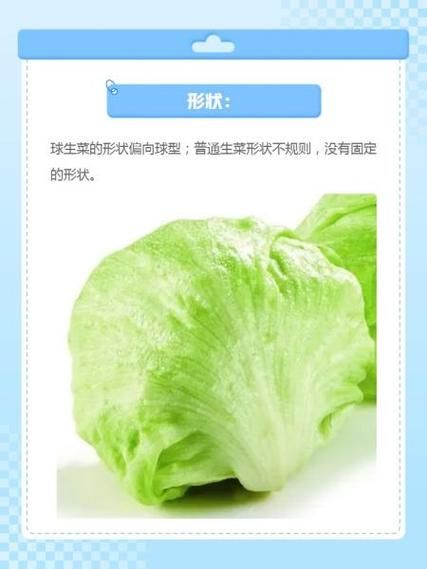 圆生菜和生菜的区别_哪种更适合做沙拉-第1张图片-山城妙识 圆生菜和生菜的区别_哪种更适合做沙拉-第1张图片-山城妙识