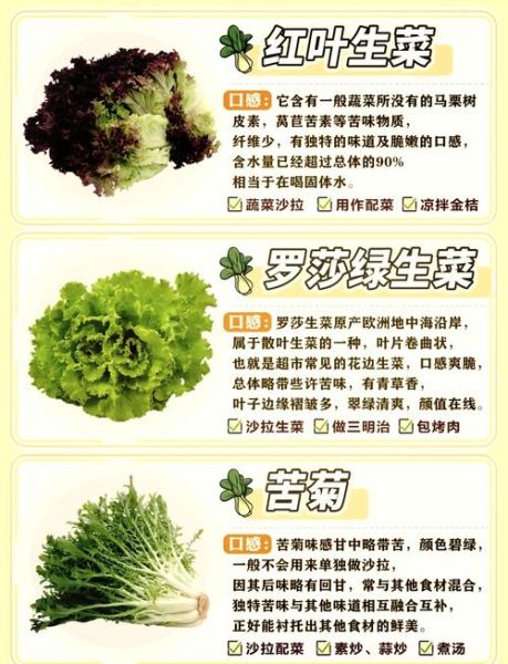 圆生菜和生菜的区别_哪种更适合做沙拉-第2张图片-山城妙识 圆生菜和生菜的区别_哪种更适合做沙拉-第2张图片-山城妙识