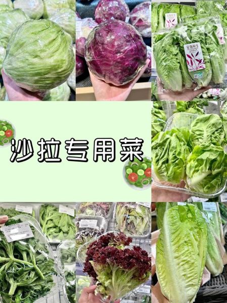 圆生菜和生菜的区别_哪种更适合做沙拉-第3张图片-山城妙识 圆生菜和生菜的区别_哪种更适合做沙拉-第3张图片-山城妙识
