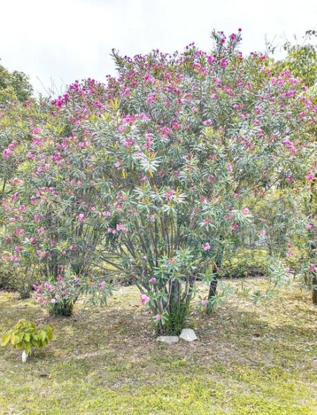 夹竹桃图片有毒吗_夹竹桃高清图哪里找-第1张图片-山城妙识