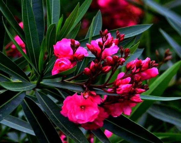 夹竹桃图片有毒吗_夹竹桃高清图哪里找-第2张图片-山城妙识