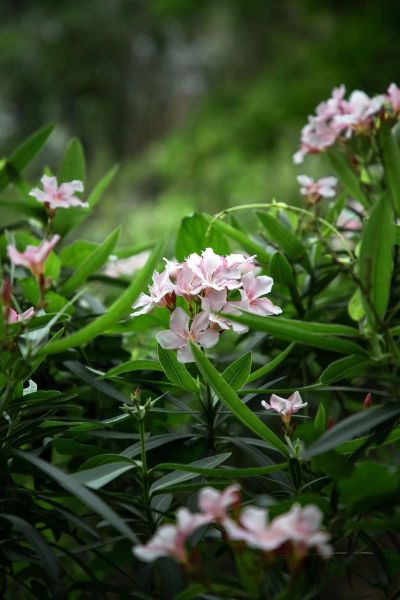 夹竹桃图片有毒吗_夹竹桃高清图哪里找-第3张图片-山城妙识