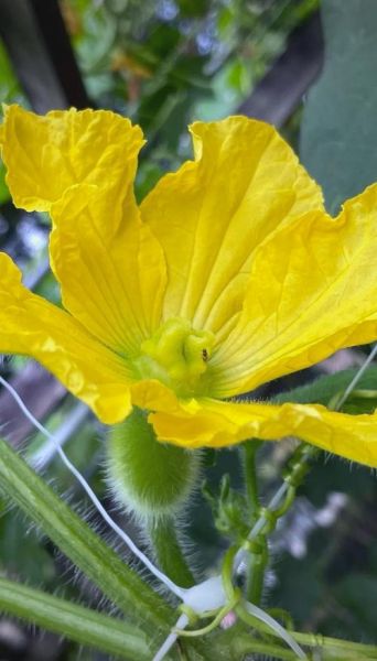 节瓜图片_节瓜和冬瓜的区别-第3张图片-山城妙识 节瓜图片_节瓜和冬瓜的区别-第3张图片-山城妙识