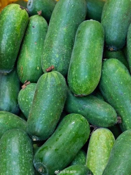 节瓜图片_节瓜和冬瓜的区别-第1张图片-山城妙识 节瓜图片_节瓜和冬瓜的区别-第1张图片-山城妙识