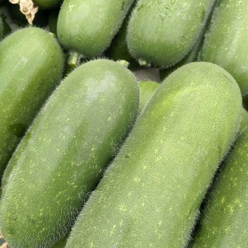 节瓜图片_节瓜和冬瓜的区别-第2张图片-山城妙识 节瓜图片_节瓜和冬瓜的区别-第2张图片-山城妙识