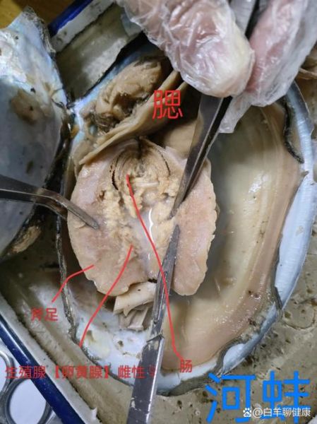 河蚌怎么清洗内脏图解_河蚌内脏清理步骤-第2张图片-山城妙识 河蚌怎么清洗内脏图解_河蚌内脏清理步骤-第2张图片-山城妙识