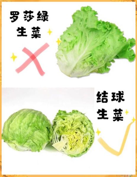 圆白菜是不是包菜_包菜和圆白菜的区别-第1张图片-山城妙识