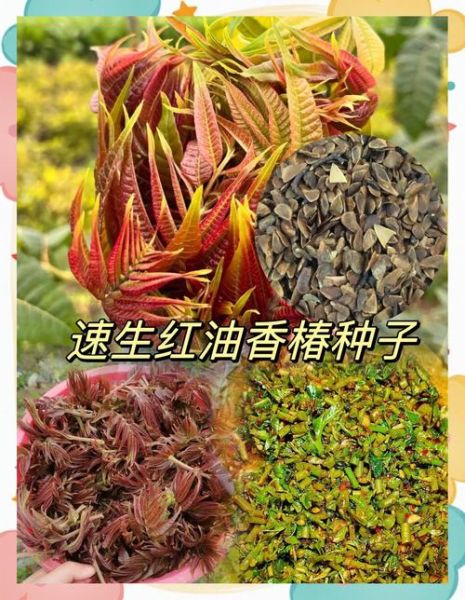 香椿怎么种_香椿种植技术视频教程-第1张图片-山城妙识
