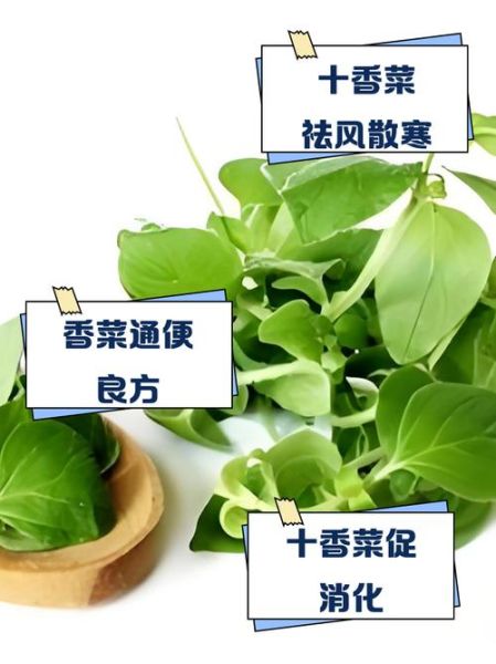 十香菜的功效与作用_十香菜图片大全-第2张图片-山城妙识