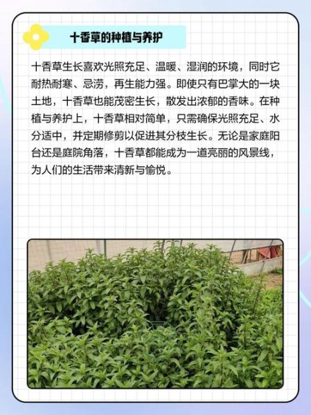十香菜的功效与作用_十香菜图片大全-第3张图片-山城妙识