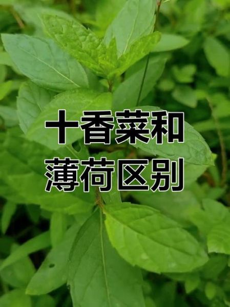 十香菜的功效与作用_十香菜图片大全-第1张图片-山城妙识