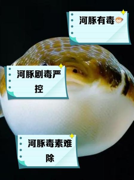 河豚毒素中毒症状有哪些_河豚中毒后多久发作-第2张图片-山城妙识