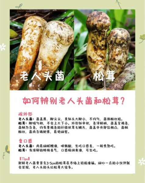 珍稀食用菌有哪些_如何辨别真假松茸-第1张图片-山城妙识