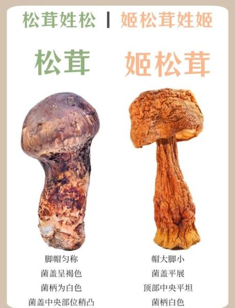珍稀食用菌有哪些_如何辨别真假松茸-第2张图片-山城妙识