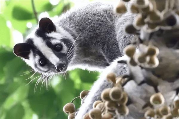 果子狸图片大全_果子狸长什么样-第1张图片-山城妙识 果子狸图片大全_果子狸长什么样-第1张图片-山城妙识