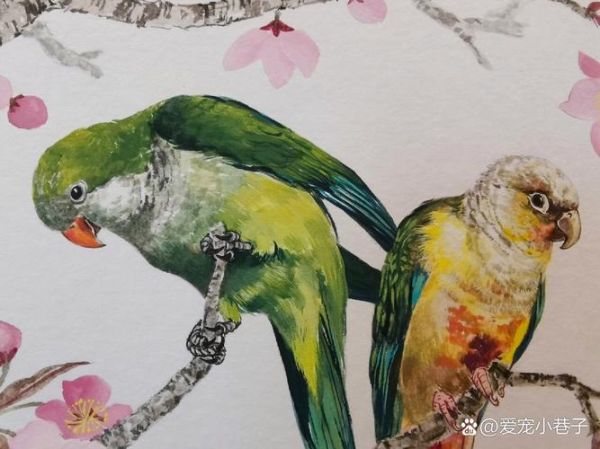 红嘴绿鹦哥怎么养_红嘴绿鹦哥吃什么-第1张图片-山城妙识 红嘴绿鹦哥怎么养_红嘴绿鹦哥吃什么-第1张图片-山城妙识