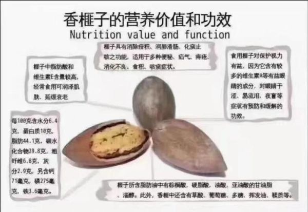 香榧子营养价值_香榧子功效与作用-第1张图片-山城妙识 香榧子营养价值_香榧子功效与作用-第1张图片-山城妙识