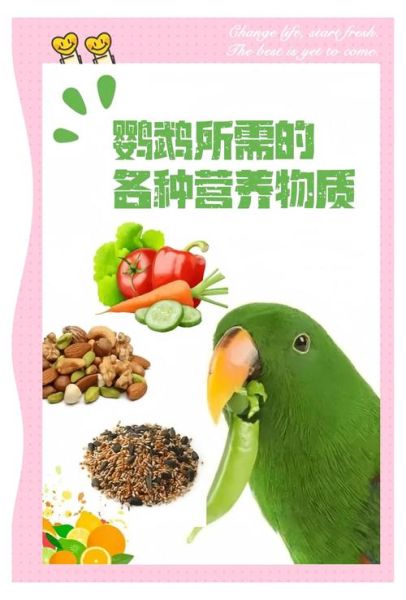红嘴绿鹦哥怎么养_红嘴绿鹦哥吃什么-第3张图片-山城妙识 红嘴绿鹦哥怎么养_红嘴绿鹦哥吃什么-第3张图片-山城妙识