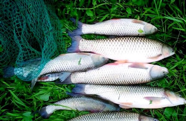 皖鱼是草鱼吗_皖鱼和草鱼区别-第3张图片-山城妙识