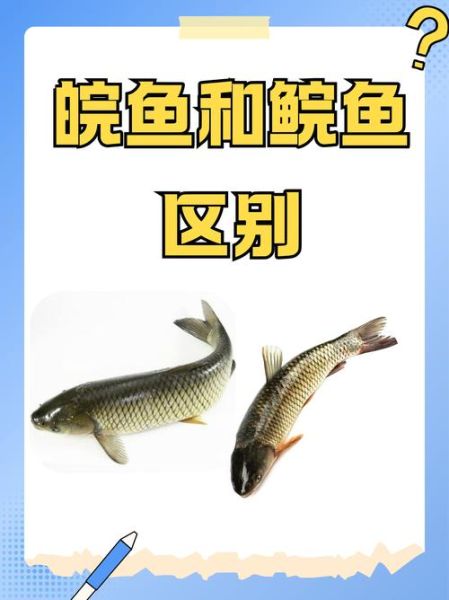 皖鱼是草鱼吗_皖鱼和草鱼区别-第2张图片-山城妙识