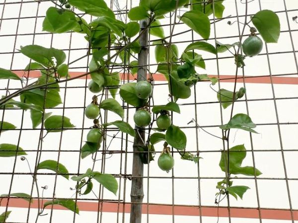 百香果怎么修剪_百香果种植技术视频教程-第2张图片-山城妙识 百香果怎么修剪_百香果种植技术视频教程-第2张图片-山城妙识