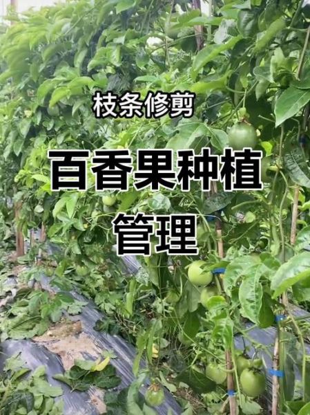 百香果怎么修剪_百香果种植技术视频教程-第1张图片-山城妙识 百香果怎么修剪_百香果种植技术视频教程-第1张图片-山城妙识