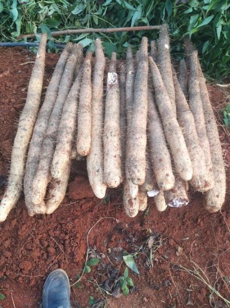 淮山药长什么样子_淮山药图片特征-第1张图片-山城妙识 淮山药长什么样子_淮山药图片特征-第1张图片-山城妙识