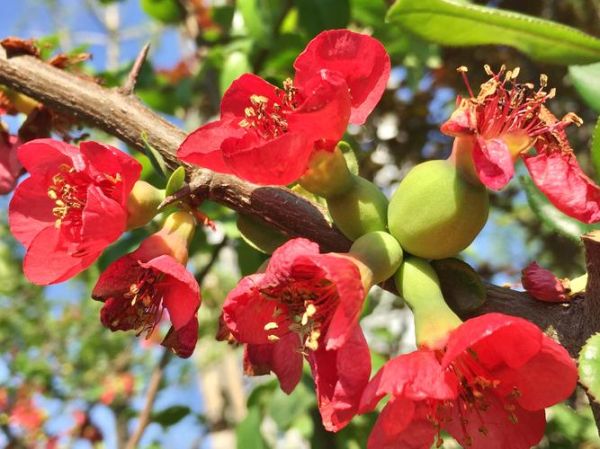海棠木瓜的功效与作用_海棠木瓜怎么吃最好-第1张图片-山城妙识 海棠木瓜的功效与作用_海棠木瓜怎么吃最好-第1张图片-山城妙识