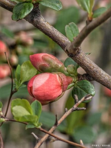 海棠木瓜的功效与作用_海棠木瓜怎么吃最好-第2张图片-山城妙识 海棠木瓜的功效与作用_海棠木瓜怎么吃最好-第2张图片-山城妙识