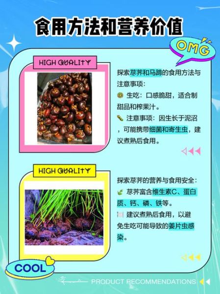 菩荠和荸荠有什么区别_哪个才是马蹄-第1张图片-山城妙识 菩荠和荸荠有什么区别_哪个才是马蹄-第1张图片-山城妙识