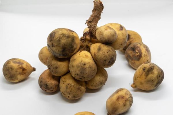 菩荠和荸荠有什么区别_哪个才是马蹄-第2张图片-山城妙识 菩荠和荸荠有什么区别_哪个才是马蹄-第2张图片-山城妙识