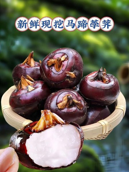 菩荠和荸荠有什么区别_哪个才是马蹄-第3张图片-山城妙识 菩荠和荸荠有什么区别_哪个才是马蹄-第3张图片-山城妙识