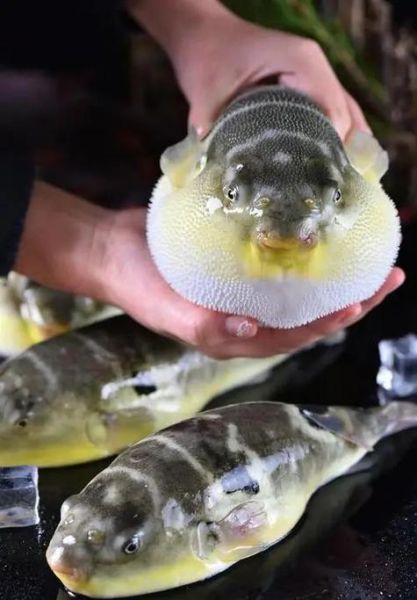 巴鱼是不是河豚_巴鱼与河豚的区别-第1张图片-山城妙识 巴鱼是不是河豚_巴鱼与河豚的区别-第1张图片-山城妙识