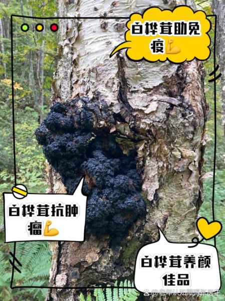 桦树茸的功效与作用_桦树茸怎么吃效果最好-第1张图片-山城妙识