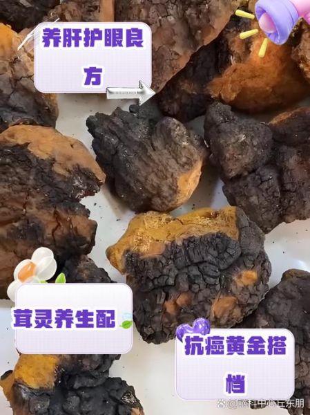 桦树茸的功效与作用_桦树茸怎么吃效果最好-第3张图片-山城妙识