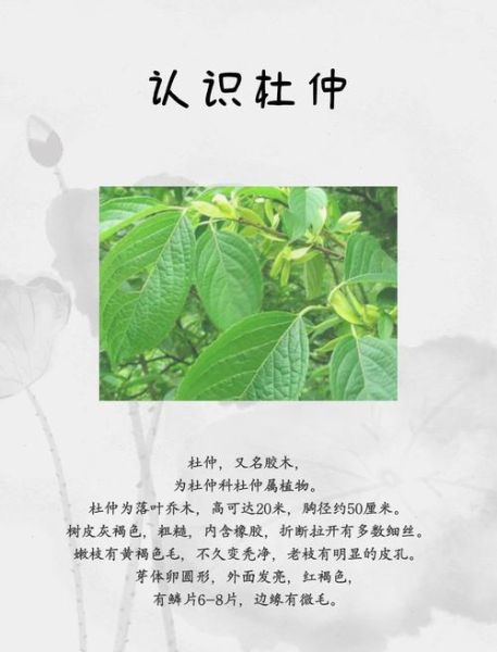 杜仲的副作用有哪些_杜仲禁忌人群有哪些-第3张图片-山城妙识 杜仲的副作用有哪些_杜仲禁忌人群有哪些-第3张图片-山城妙识