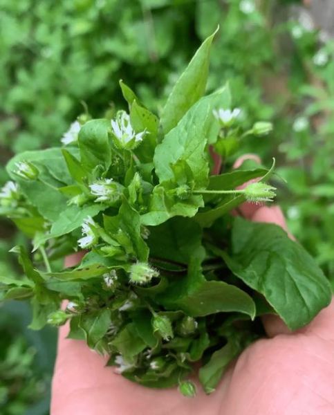 猪草图片识别_猪草种类大全-第1张图片-山城妙识