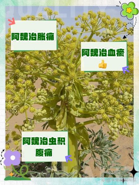 阿魏草图片长什么样_阿魏草有什么功效-第2张图片-山城妙识 阿魏草图片长什么样_阿魏草有什么功效-第2张图片-山城妙识