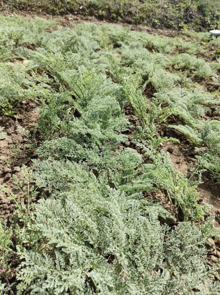 阿魏草图片长什么样_阿魏草有什么功效-第1张图片-山城妙识 阿魏草图片长什么样_阿魏草有什么功效-第1张图片-山城妙识