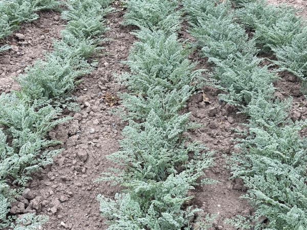 阿魏草图片长什么样_阿魏草有什么功效-第3张图片-山城妙识 阿魏草图片长什么样_阿魏草有什么功效-第3张图片-山城妙识